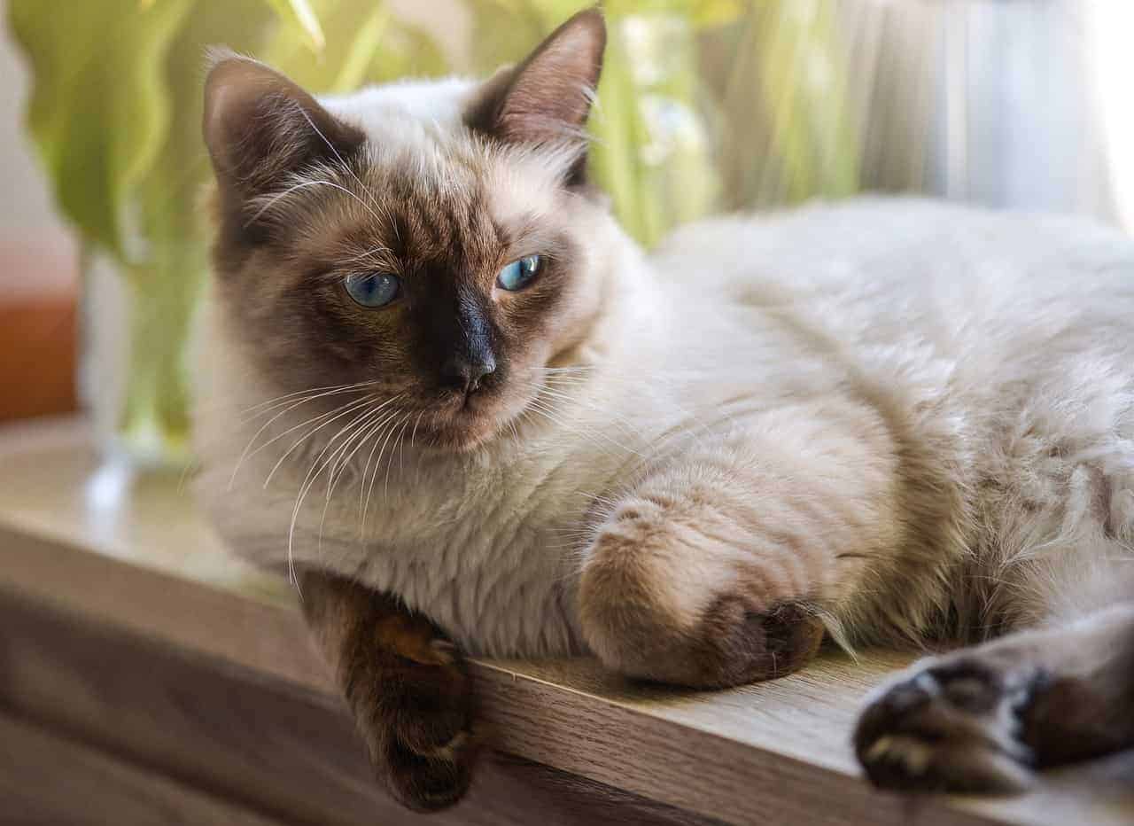 What You Need to Know About 5 Popular Cat Breeds - The Rich Miser