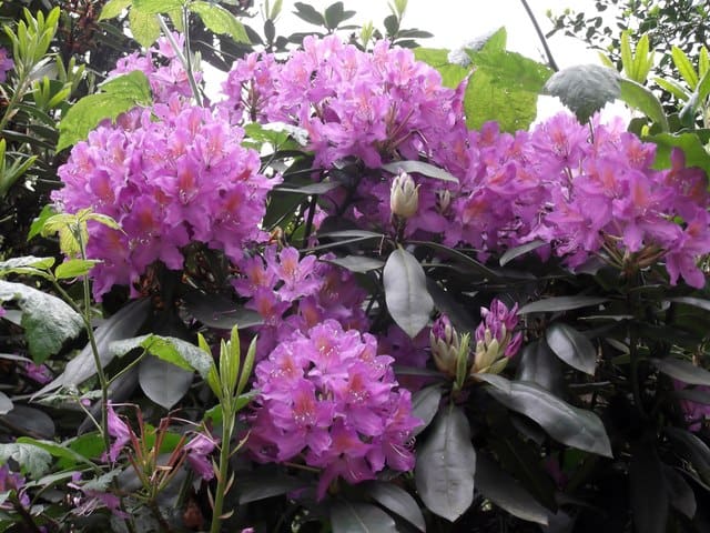 What is a Flower Posy and What is it For? - The Rich Miser